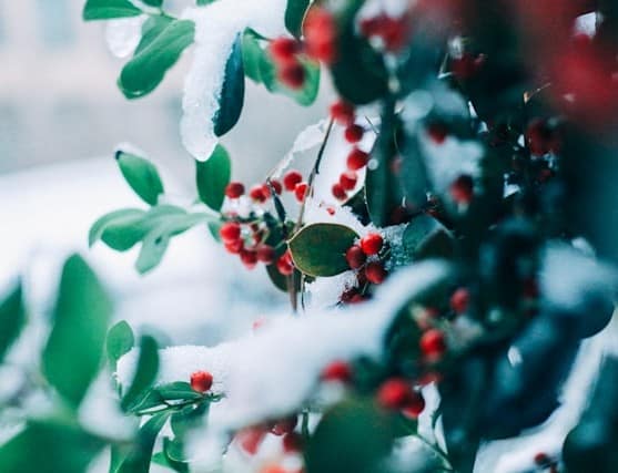 CRA EXTENDS PILOT CVITP GRANT PROJECT FOR A FIFTH YEAR | Connecting ...