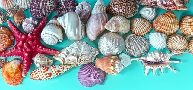 The Evolution of the CVITP – 2024 Update | Connecting CVITP and Poverty ...